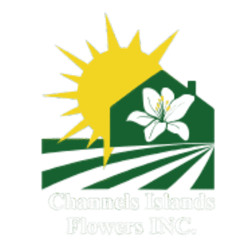 The Iris: Elegance and Strength in Every Bloom - Channel Islands Flowers